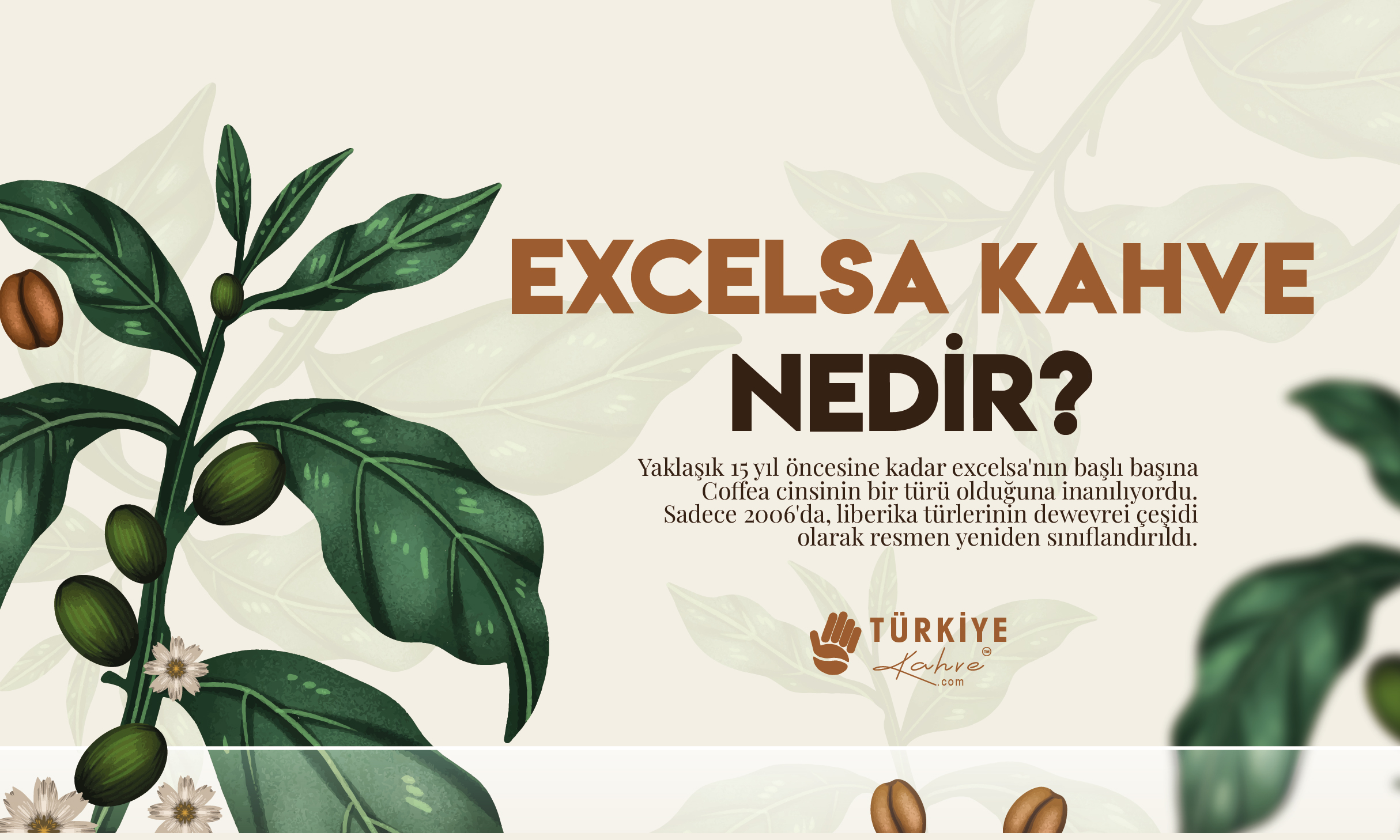 Excelsa Kahve Nedir? - Turkiye Kahve